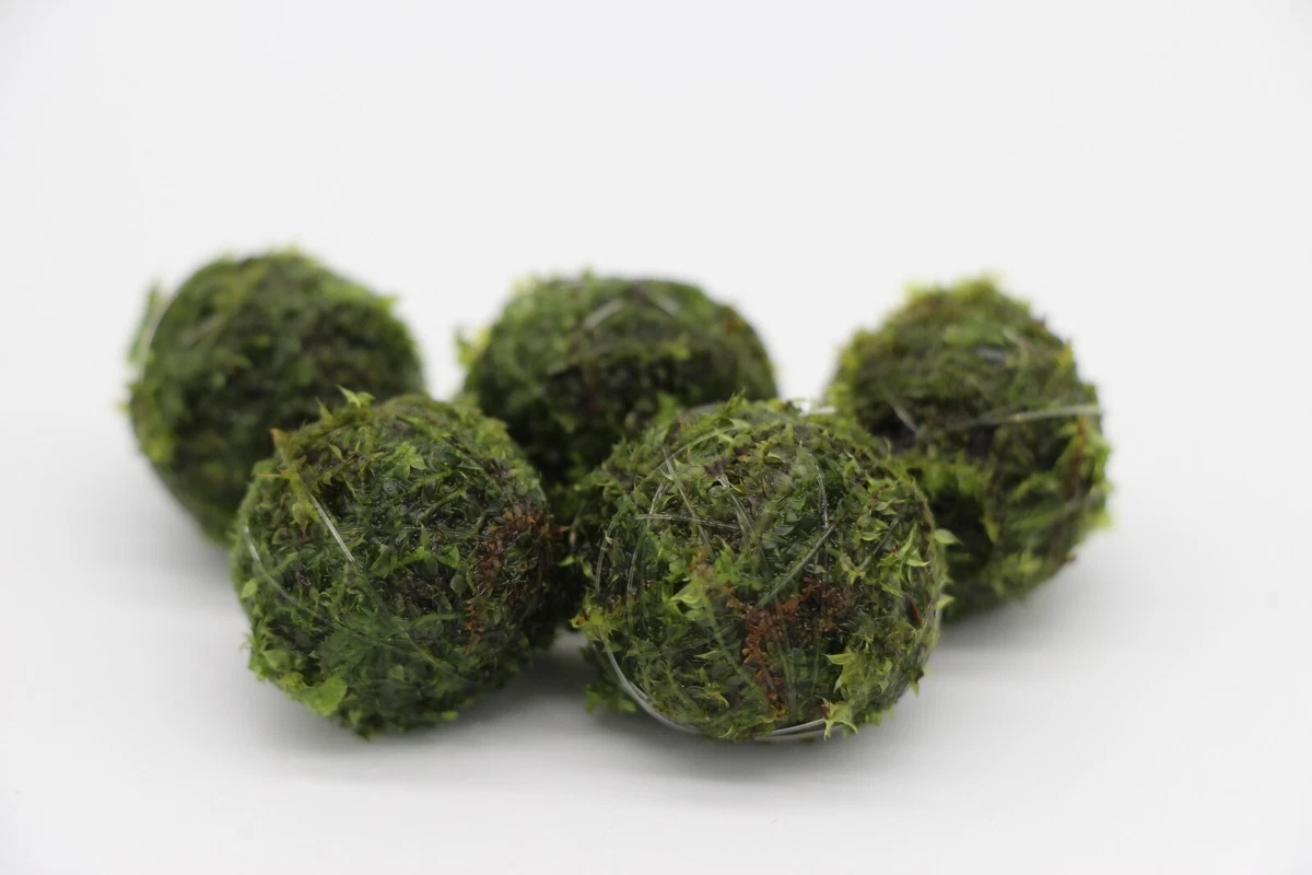 Java Moss Ball