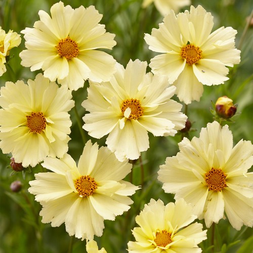 Coreopsis UpTick Cream - Tickseed | Outdoor Potted Perennial Plants ...