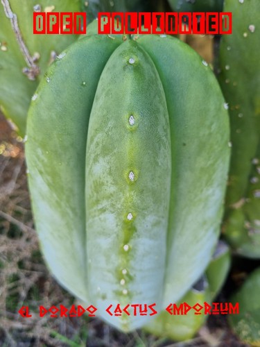 Echinopsis Scop OP Cactus Seed x 100 | eBay Australia