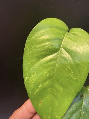 Epipremnum Pinnatum Albo Revert 3” | eBay