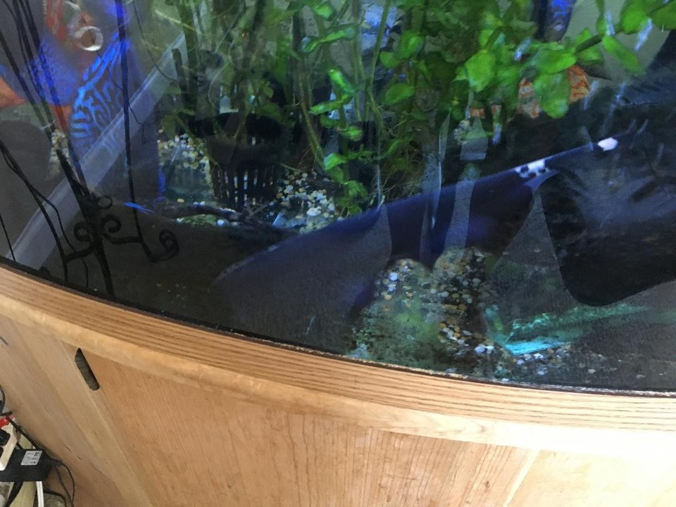 Black Ghost Knife Fish 8 inch– Live Freshwater Fish, Unique & Peaceful ...