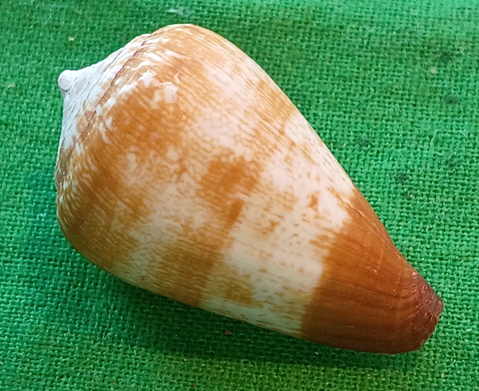 Conus borgesi #M0989 Cape Verde 31mm | eBay