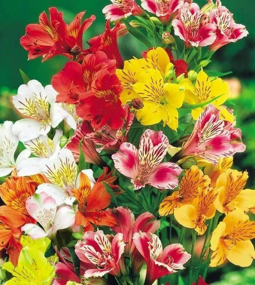 Alstroemeria Seeds - Mixed Colors - 15 x Seeds | eBay
