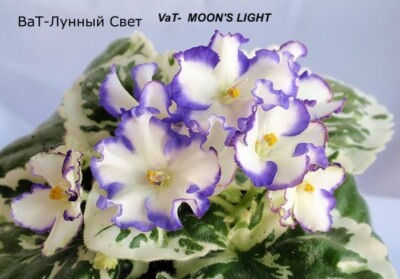 african violet LEAF VaT-MOON'S LIGHT | eBay
