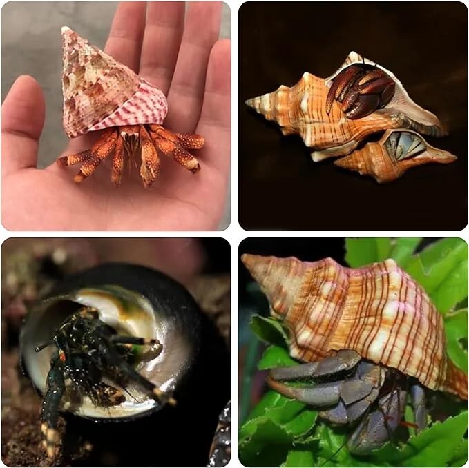 14 Natural Conch Carb Seashell Hermit Turbo Rare Real Aquarium Home ...