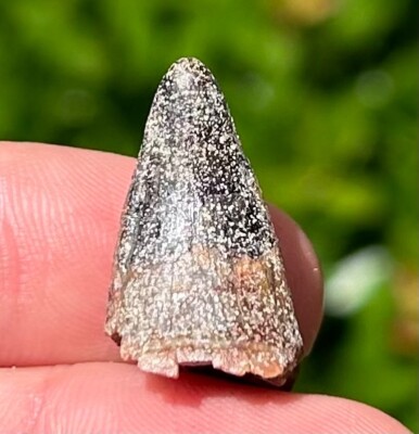 NICE Madagascar Fossil Crocodile Tooth Mahajangasuchus Cretaceous Croc ...