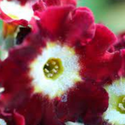 Primula Allonii 'Old Red Dusty Miller' Perennial Plant 1 x 8cm Pot | eBay
