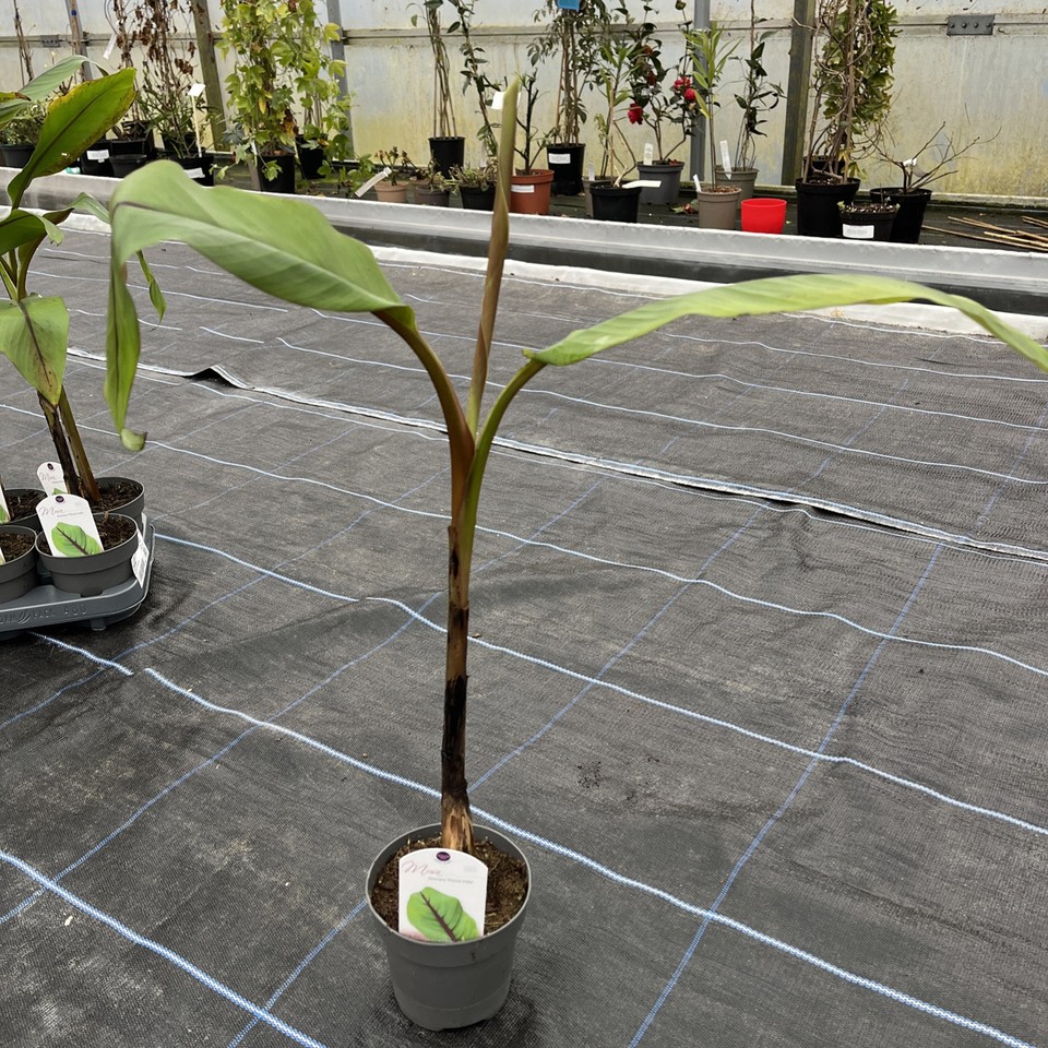 Musa itinerans 'Forma India' - Unusual new banana variety 12cm pot 60 ...