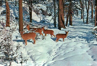 Michigan Whitetail Deer Herd in Beautiful Winter Snow MI Woods - Animal ...