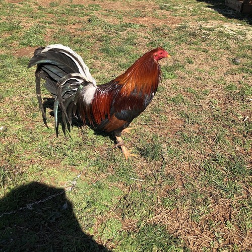 6 Radio Poultry Chicken Hatching Eggs | eBay