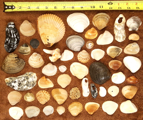50 Natural Sea Shells Mixed LOT Outer Banks Scallop Cockle Craft ...