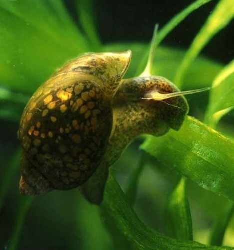 15 x Lumaca lumache acquario laghetto stagno acqua dolce physa ...