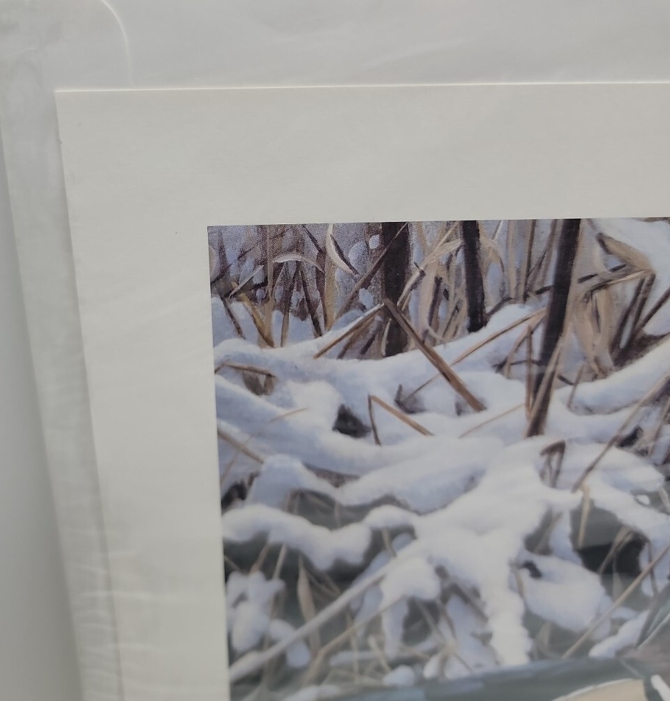 Fickle Springtime Wood Ducks Art Print By Jim Kasper - 13.75" x 10 ...