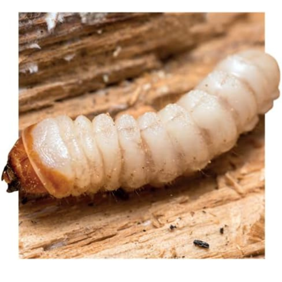 SAFEGUARD Soluguard High Strength Woodworm Treatment Killer Spray Clear ...