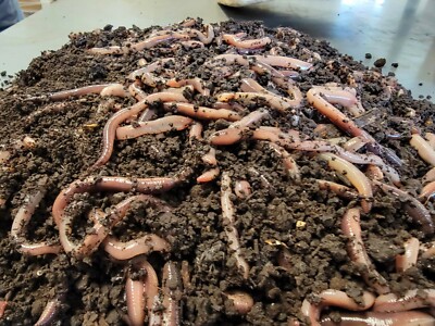 Baby Canadian Nightcrawlers Free Priority Shipping, Live Arrival ...