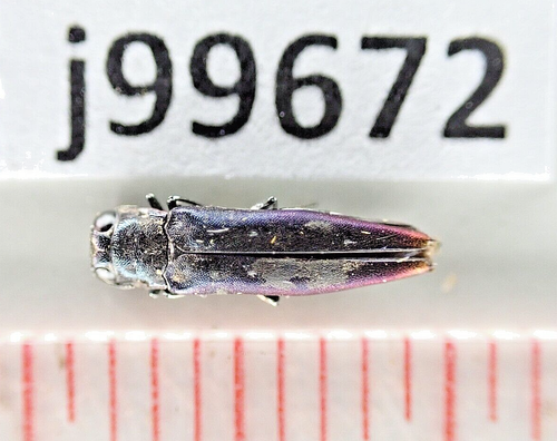j99672. Insects, butterflies: Buprestidae sp. South Vietnam. Bao Loc | eBay