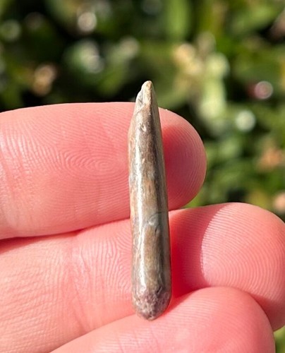 Pterosaur Tooth Fossil Flying Dinosaur Tooth 1.18” Niger Cretaceous ...