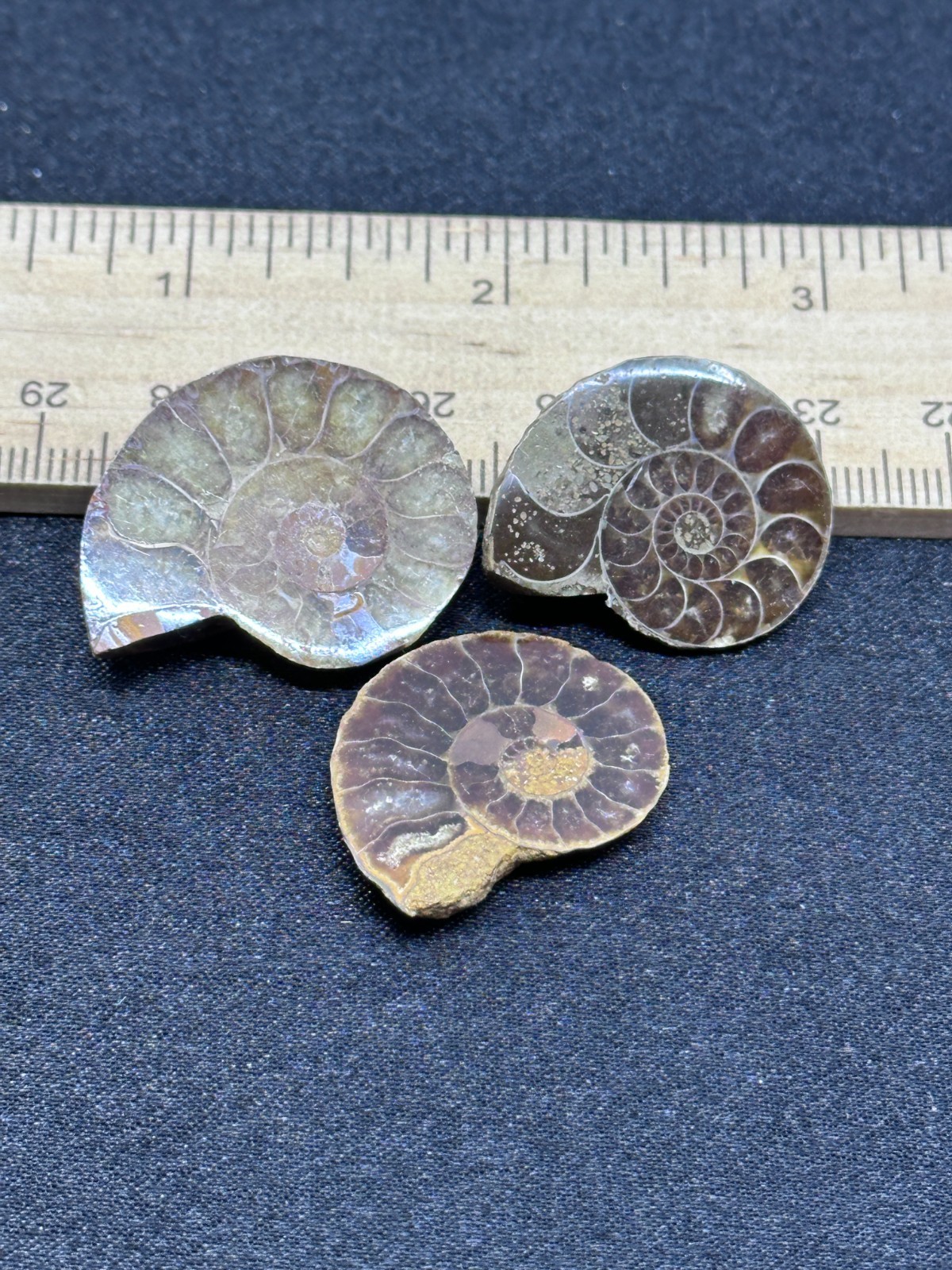 Lot of Sliced/Polished Fossil Ammonite Specimens- Vintage Estate Find ...