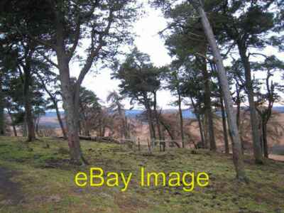 Photo 6x4 Wood at Bellshiel Set within the MOD Otterburn Training Area ...