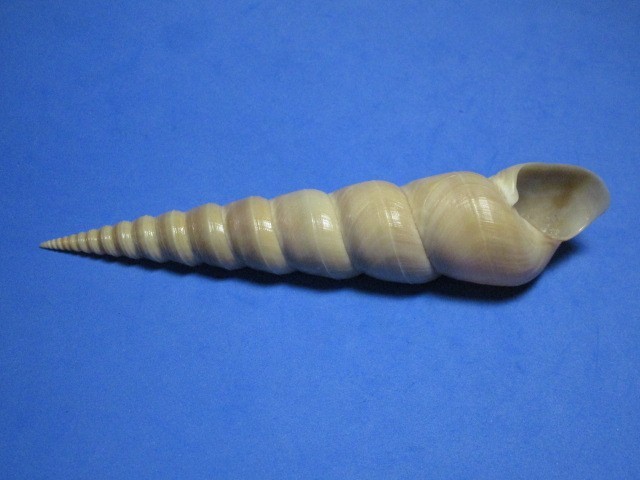 Turritella bacillum (Kiener, 1844) "DIFFICULT TURRET!" (153.1mm) | eBay