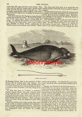 Dugong, Dugongidae, Book Illustration (Print), 1875 | eBay