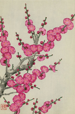 Japanese Art Woodblock Print Shin Hanga "Plum Blossoms" by SHODO ...