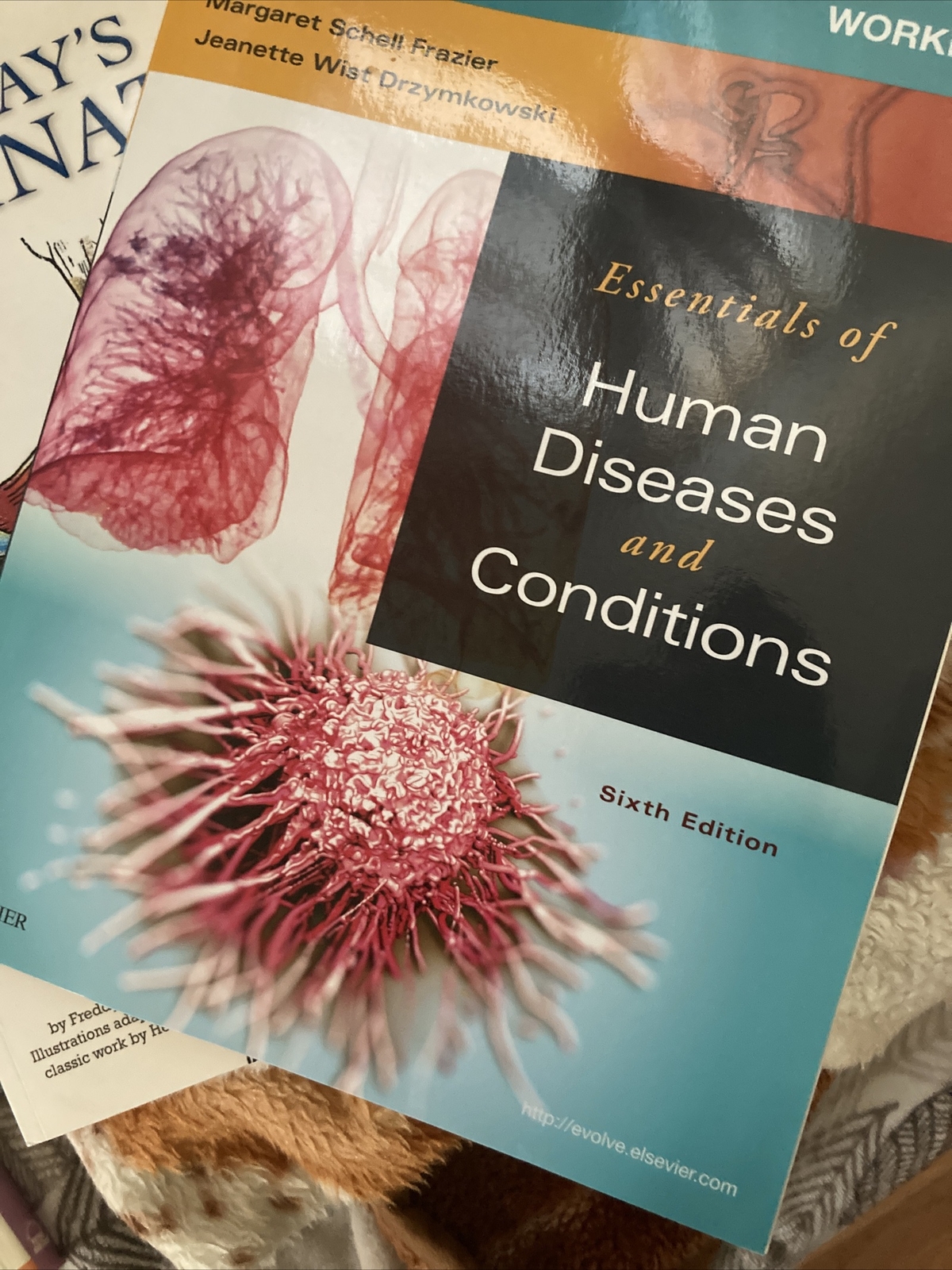 Workbook for Essentials of Human Diseases and Conditions by Jeanette ...