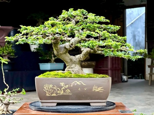 Actual Bonsai Tree. Bonsai Triphasia trifolia super good tree small ...