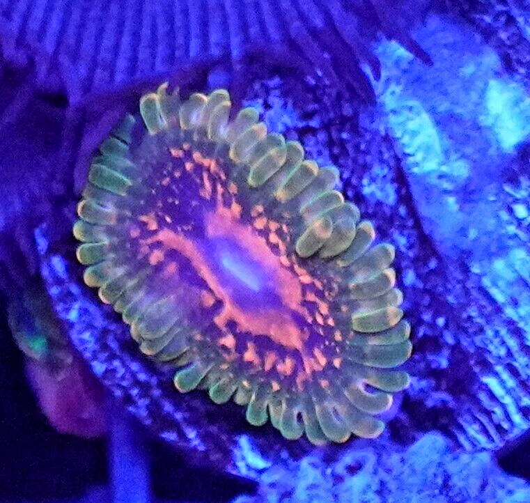 [WYSIWYG] Grand Master Krak GMK Zoa 1P+1B Frag #1 Easy Softy Zoanthid ...