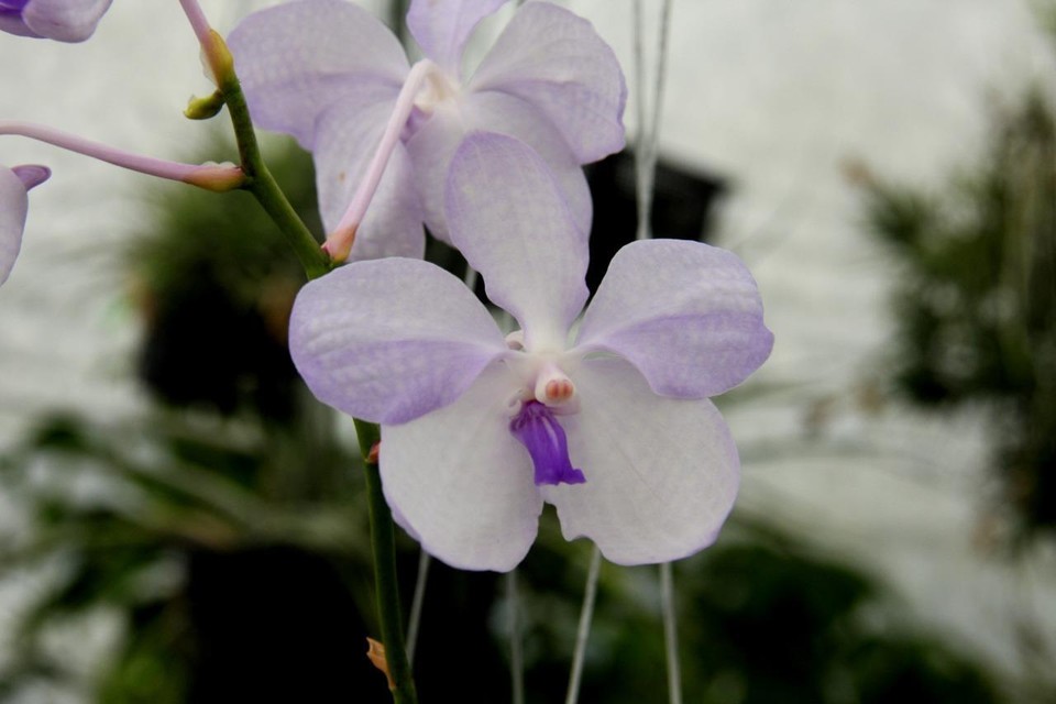 Species Orchid Plant Vanda coerulea. "Wild Type" Flower Color. NBS | eBay