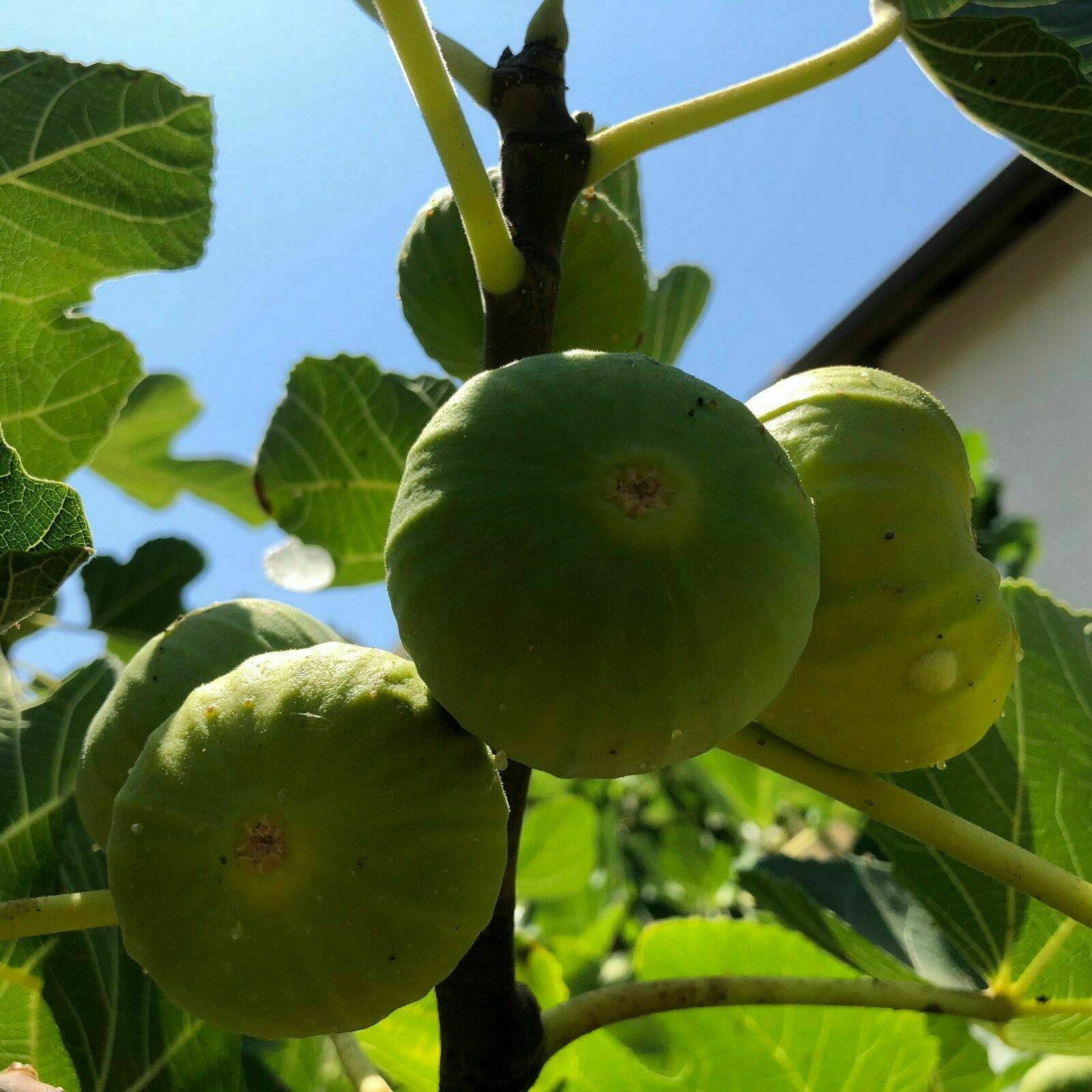 Kadota Fig Fruit Trees Twig Cutting 10" for Propagation | eBay