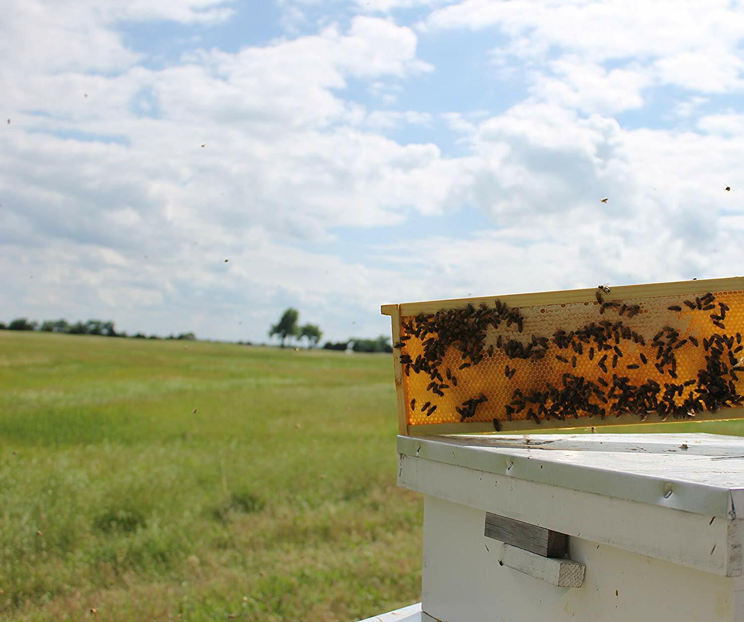 Raw Comb Honey Pure Natural Nebraska Honey 16 oz Cut Comb | eBay