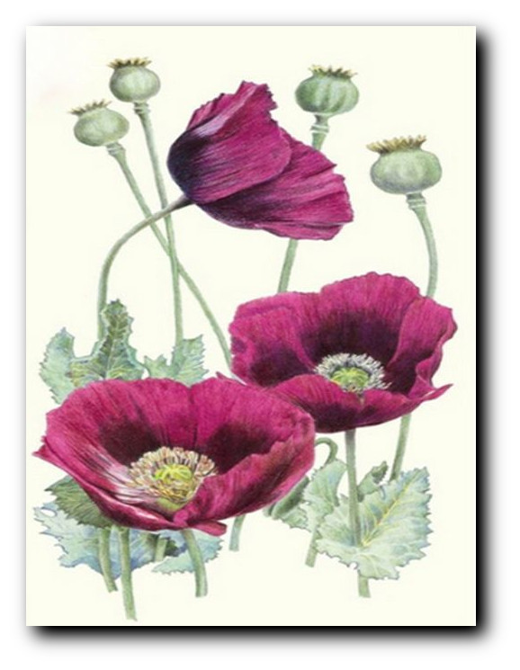 Purple Poppy Painting