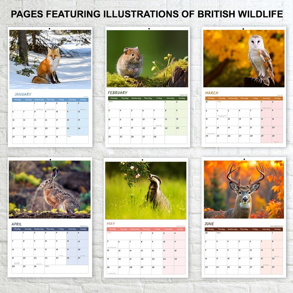2025 A4 British Wildlife Calendar Wall Monthly Planner Family Home ...