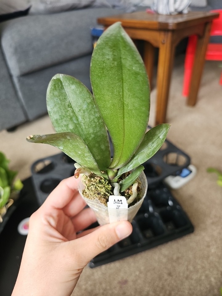 Phalaenopsis CX Red Plum Orchid Plant | eBay UK