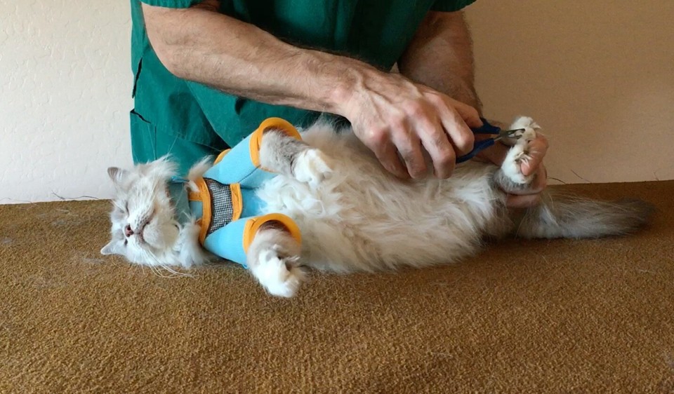 Cat Restraint, Cat Grooming Restraint, Cat Bathing Restraint ...