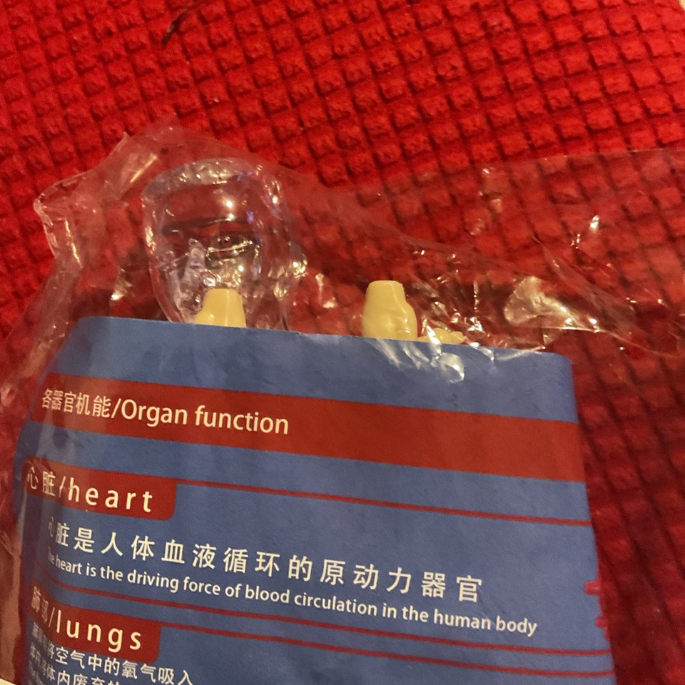 3D Human Body Anatomy Model DIY Skeleton Toy Removable Parts for Kid ...