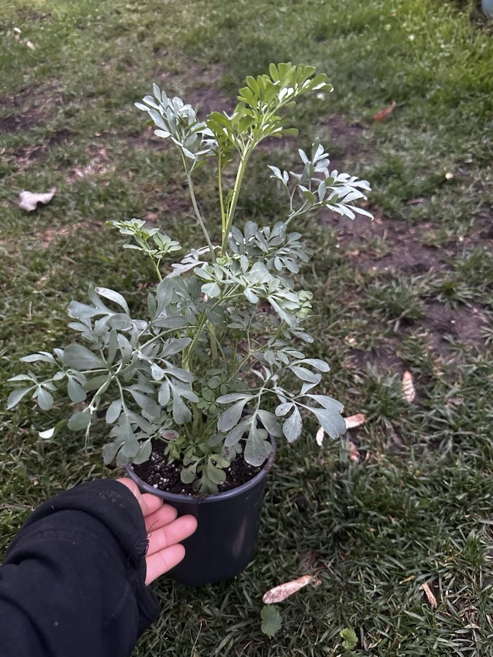 blue Rue- Ruda live Plant Ruda Plant In 6 Inches Pot plants de ruda | eBay