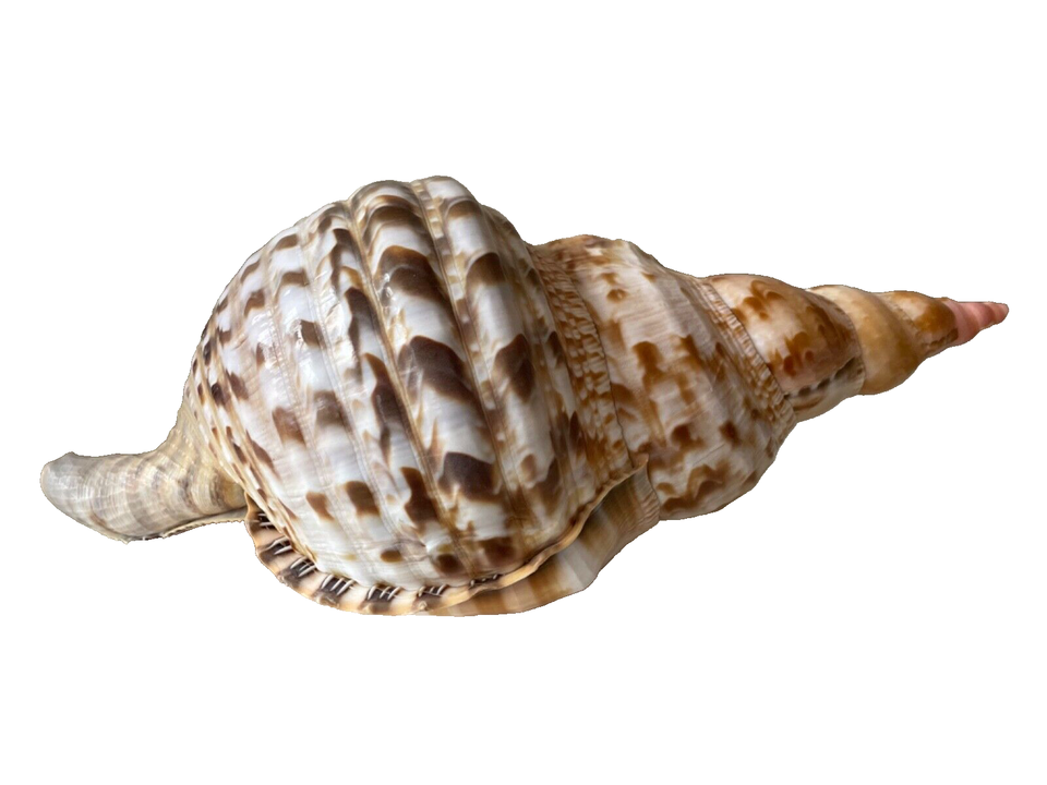 Appraised Large Triton Trumpet (genus Charonia) Sea Snail Shell 13”+ x ...