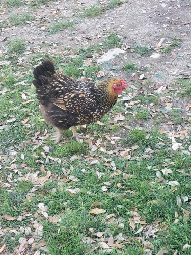 12 Fresh & Fertilized Barnyard Mix Hatching Eggs - Ayam Cemani Roosters ...