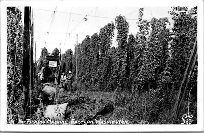 Eastern Washington WA Hops Field Picking Machine Workers c1940s ...