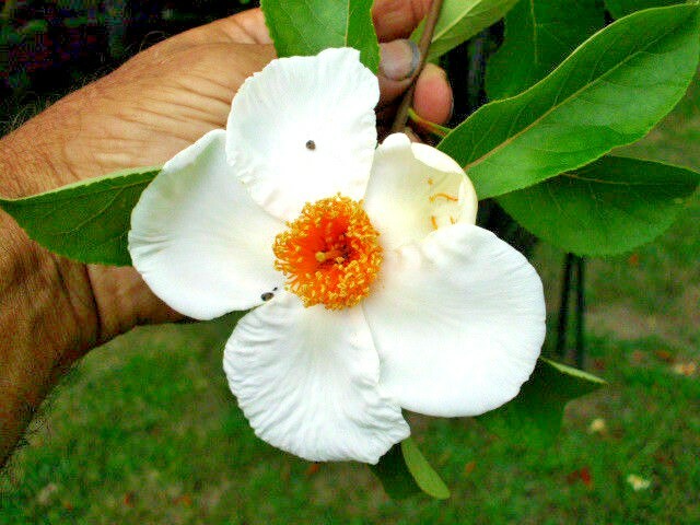 20 FRANKLIN TREE SEEDS - Franklinia alatamaha | eBay