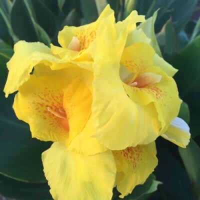 8 bulbs - Heritage Canna Lilly Bulbs Yellow Cannas Orange Speckled ...
