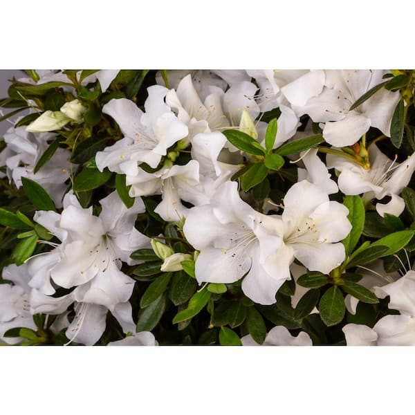 1 Gal. Autumn Ivory Reblooming Dwarf Azalea Shrub with White Flowers ...