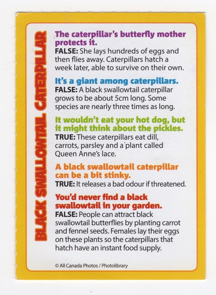 National Geographic Animal & Birds Card. Black Swallowtail Caterpillar ...