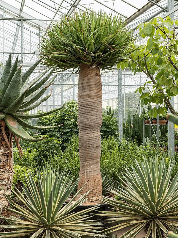 Kanarischer Drachenbaum Kaufen