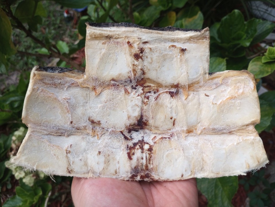 Alligator Scute Lot / Osteoderm / Lot REAL BONE taxidermy 8 Connected ...