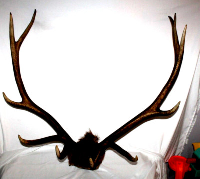 Elk Rack Antlers 5x6 Horns Mount Taxidermy Man Cave Rack Cabin | eBay