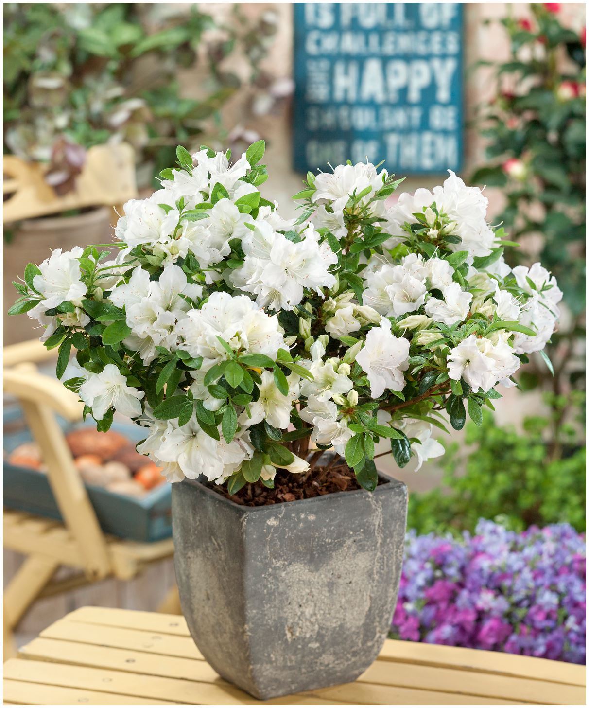 [x4] Dwarf Japanese Azalea Collection | Variety-Pack | 2 Litre Pot ...
