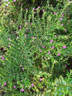 Cuphea hyssopifolia violet 9cm Pot reliably cold hardy UK zone 9 ...